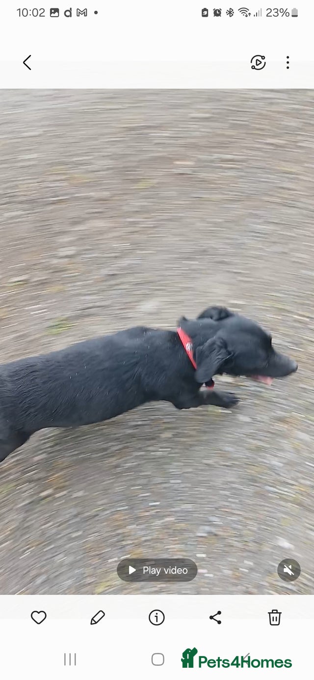 Beautiful Patterdale Jack puppies for sale in Ferryhill | Pets4Homes
