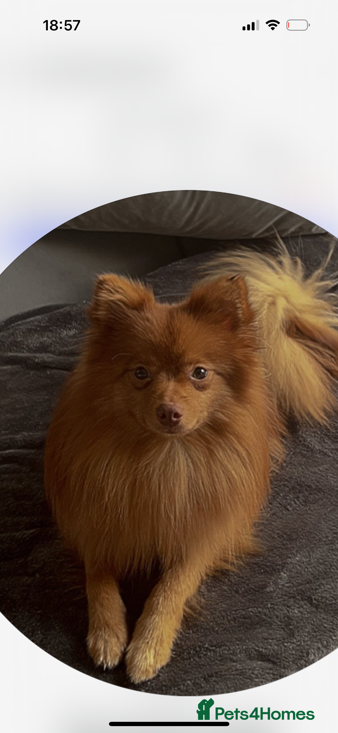 Beautiful prince the Pomeranian for sale in Moreton-in-Marsh | Pets4Homes