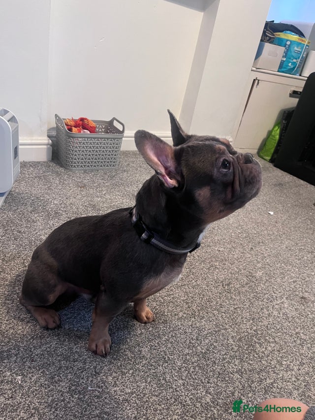 French Bulldog for rehoming for sale in Sheffield | Pets4Homes
