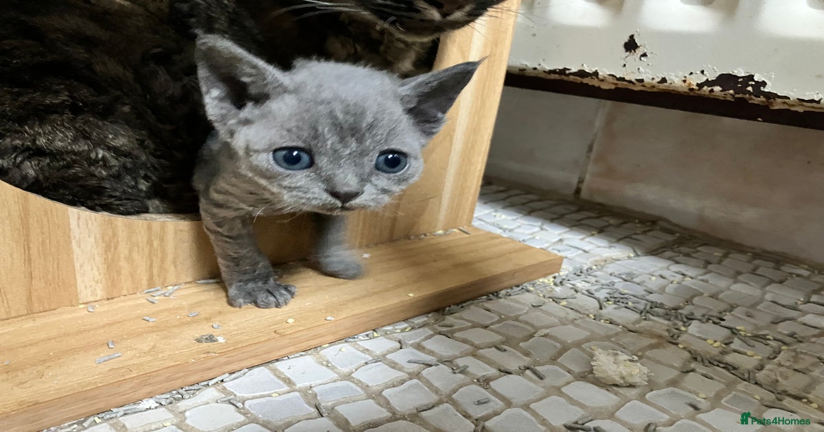 GCCF Registered Pedigree Devon Rex Kittens ️ for sale in Leeds | Pets4Homes