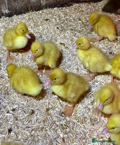 Ducklings Ducks poultry for sale | Pets4Homes