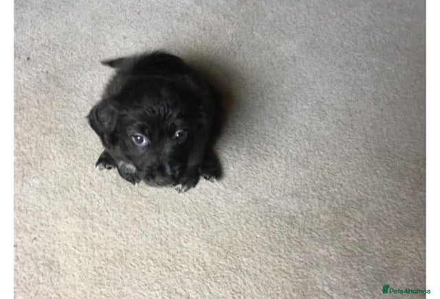 Beautiful Patterdale Jack puppies for sale in Ferryhill | Pets4Homes