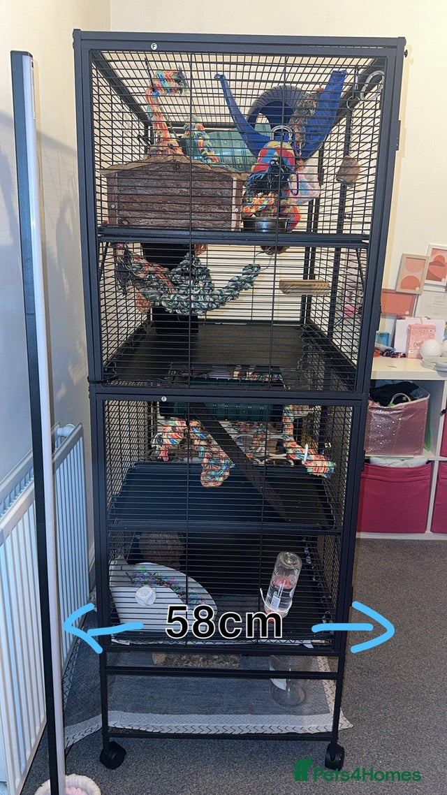 2 female bold rats with cage and accessories for sale in Burton-on ...