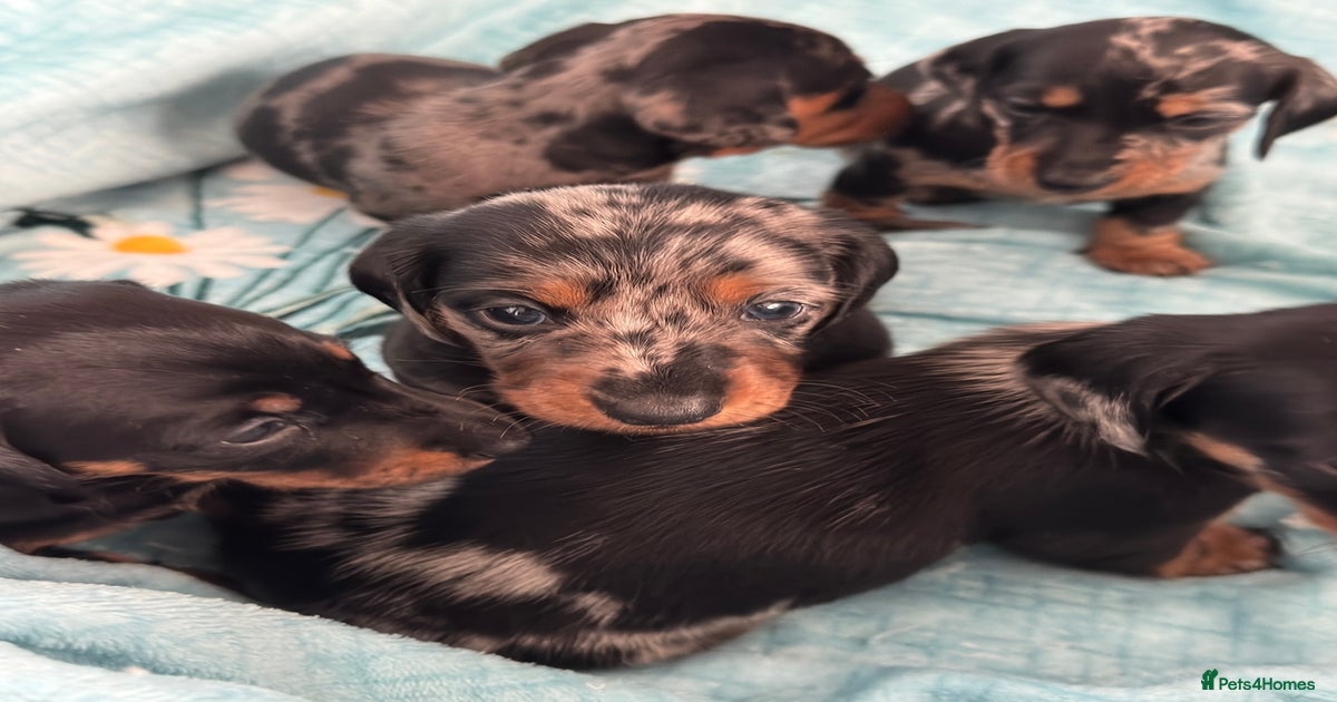 Full pedigree Mini Dachshund Puppies, PRA clear for sale in Salford ...