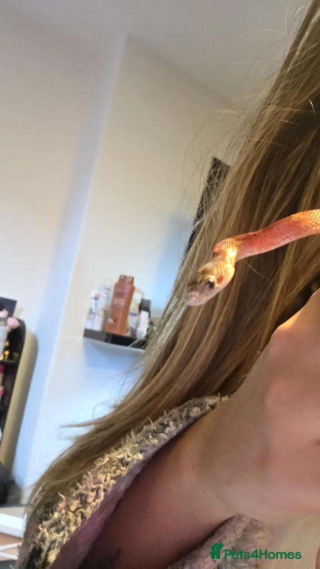 Baby Corn snake for sale for sale in Leicester | Pets4Homes