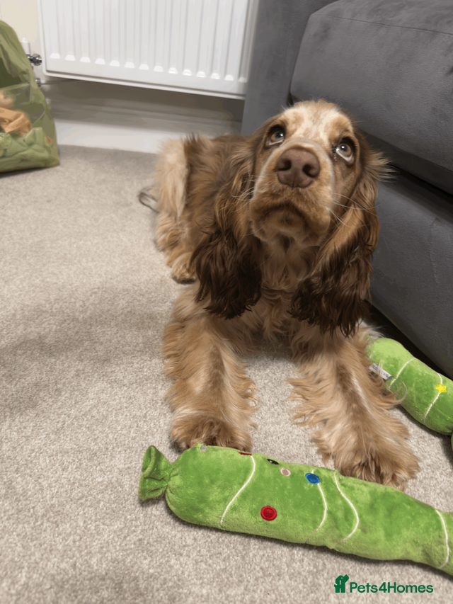 Beautiful show Kc cocker spaniel girl for sale in Mansfield | Pets4Homes