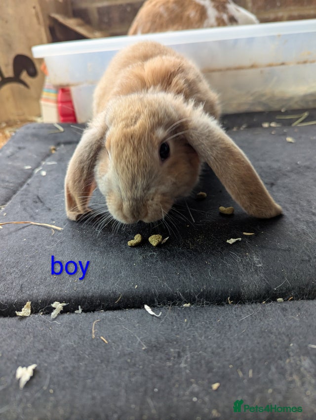 Lop mixed dot baby rabbits for sale in Fleet | Pets4Homes