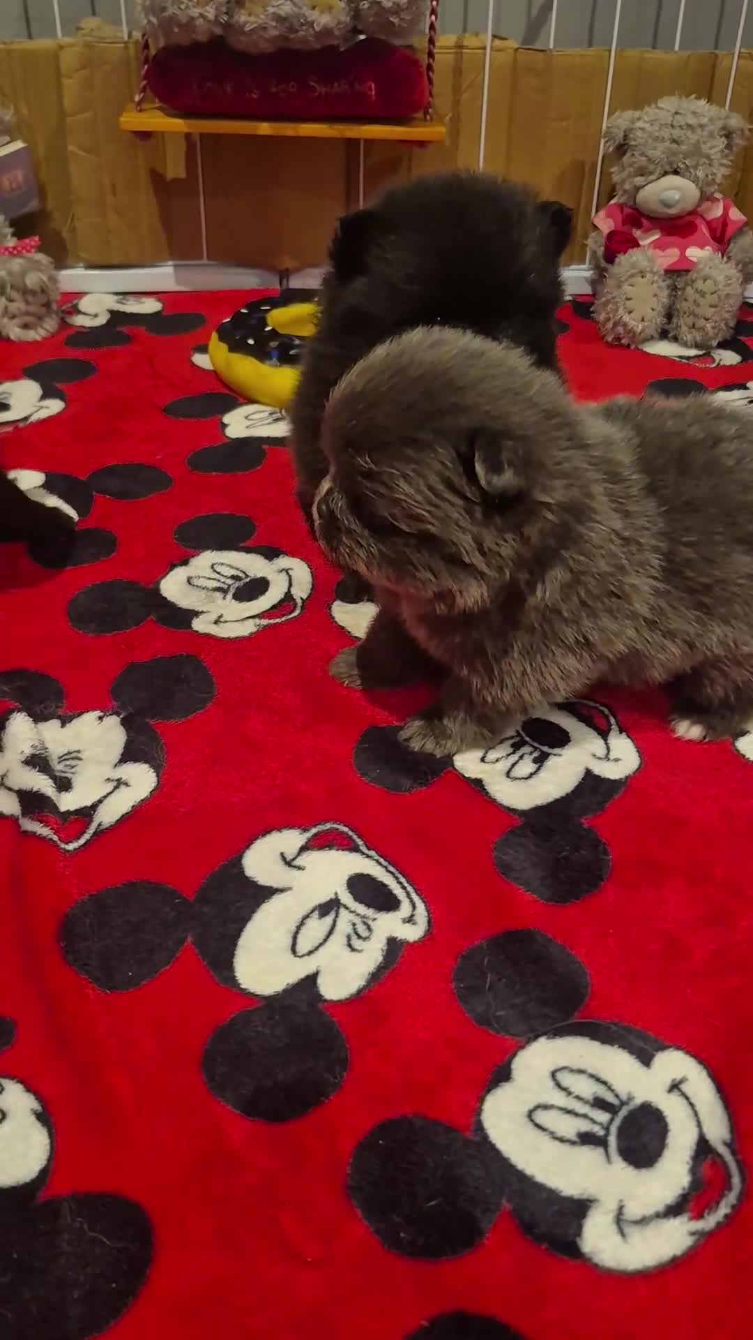 Mini pomeranian puppies for sale in Stourbridge | Pets4Homes