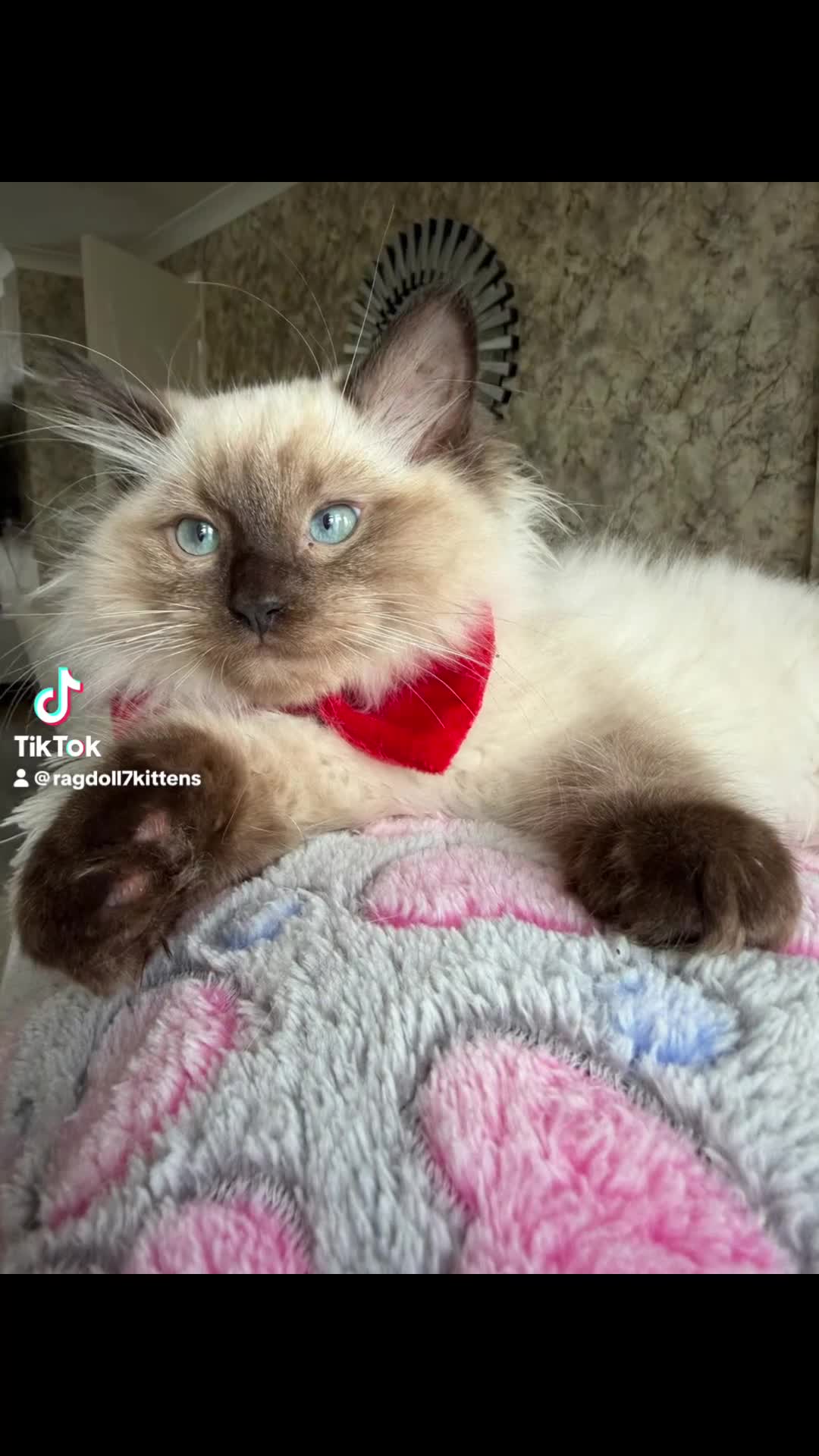 💙 Adorable Ragdoll Kittens 🐈‍⬛ for sale in Bedford | Pets4Homes