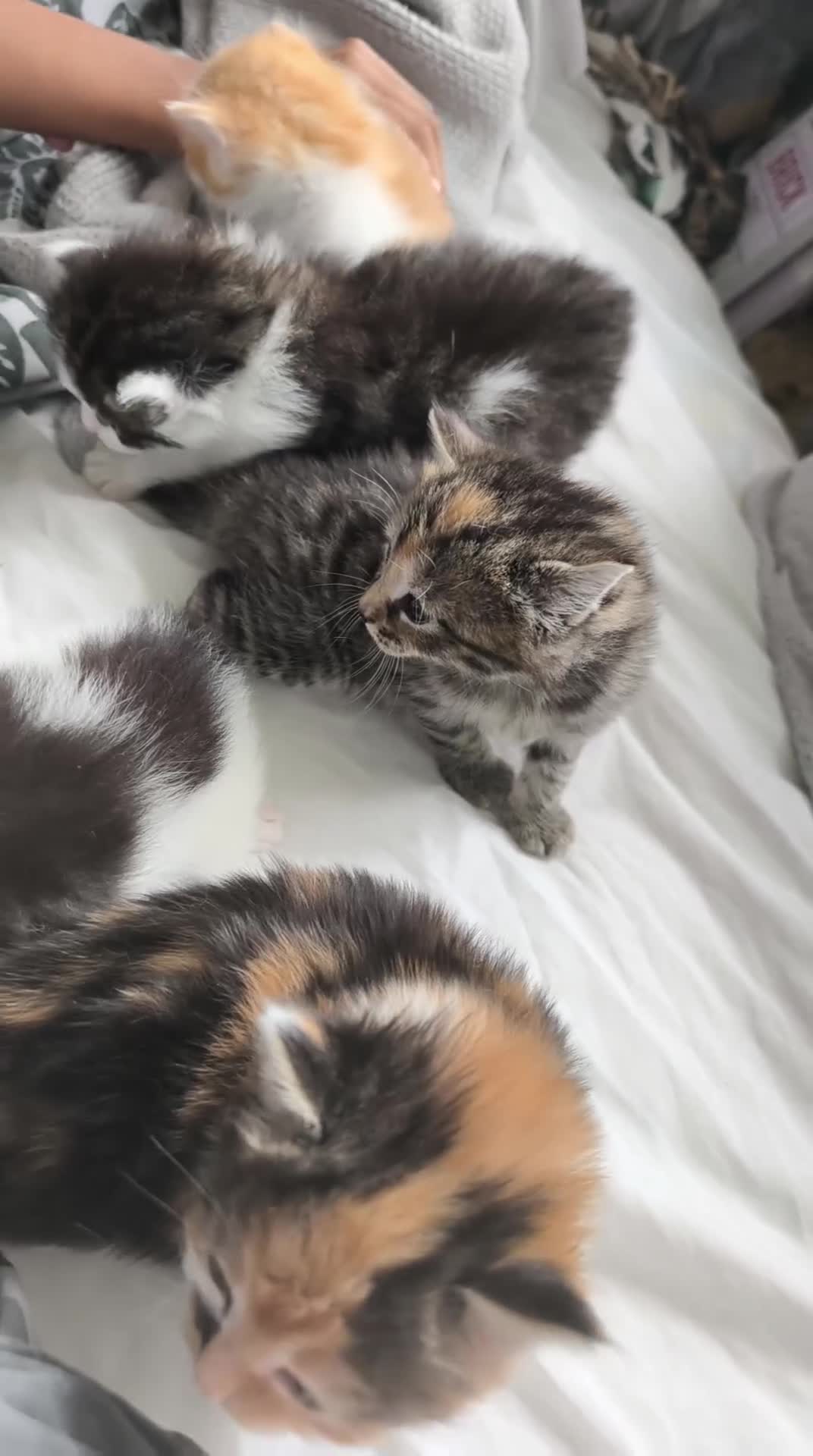 Beautiful kittens ready to go to new homes in July for sale in London ...