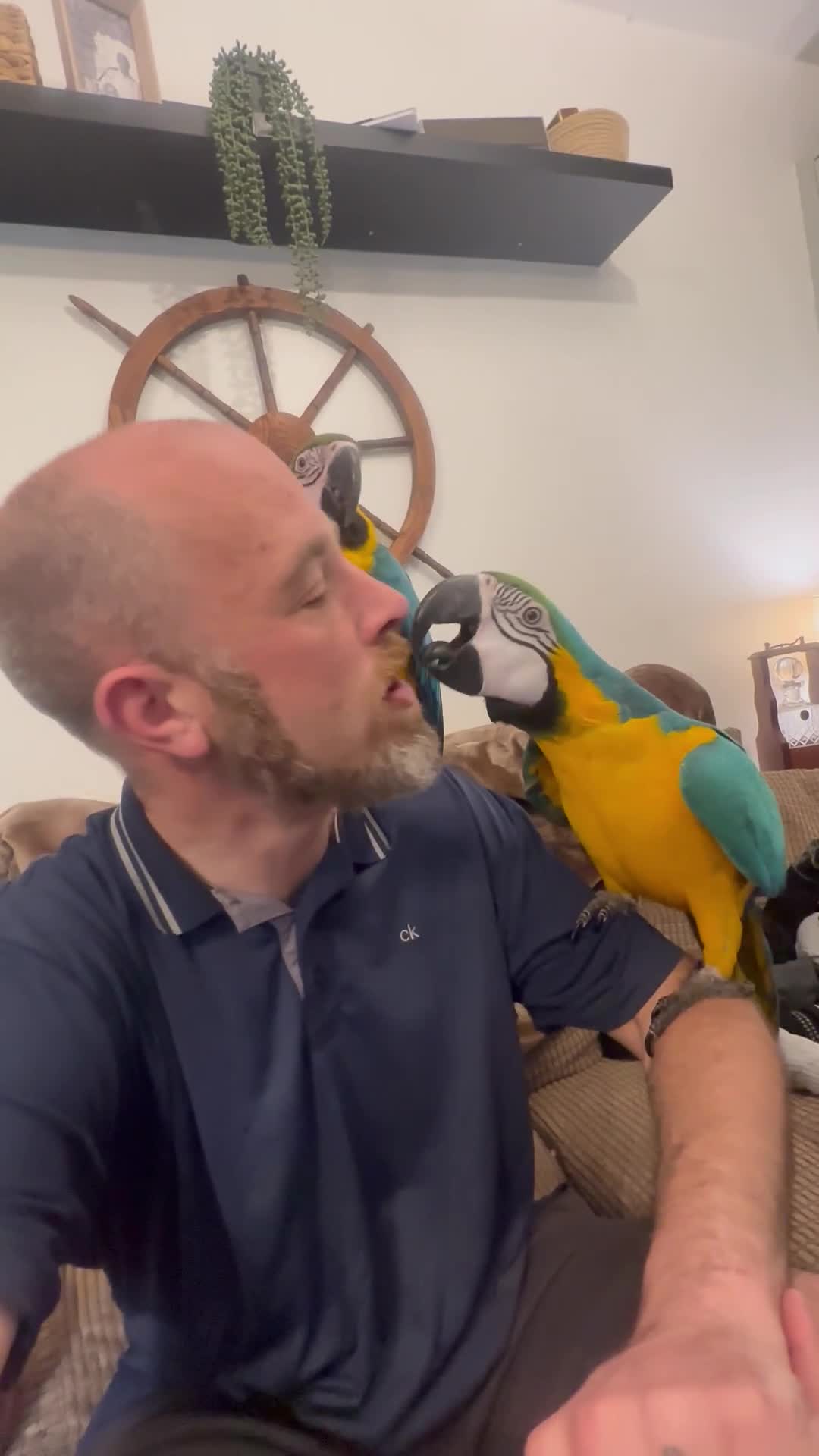 A pair of Blue and gold macaws for sale in Cheltenham | Pets4Homes