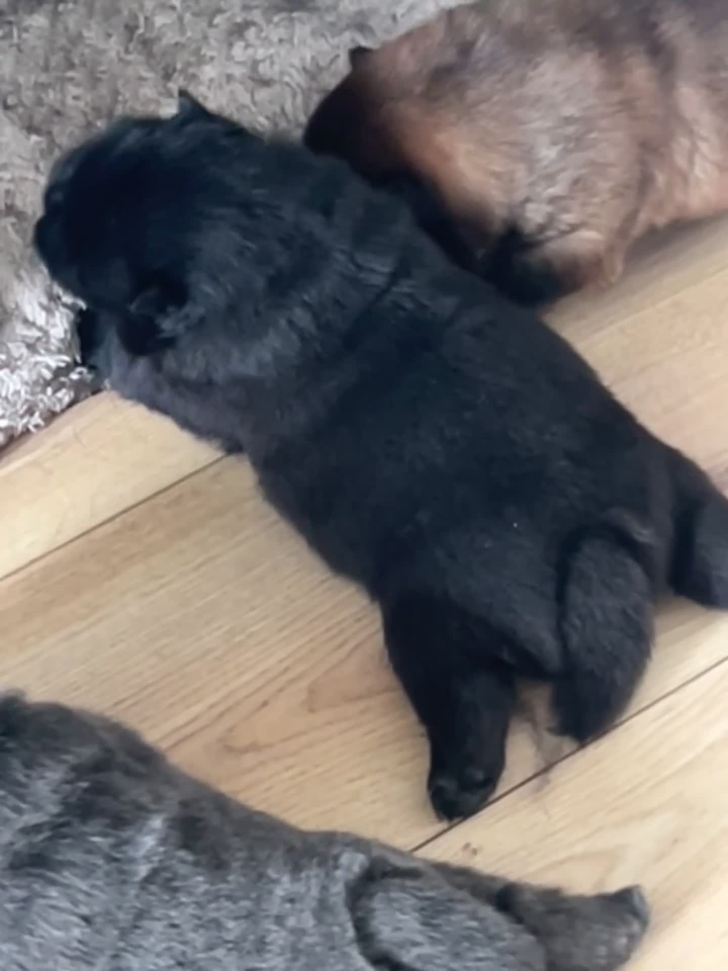 KC REGISTERED CHOW CHOW for sale in South Shields | Pets4Homes