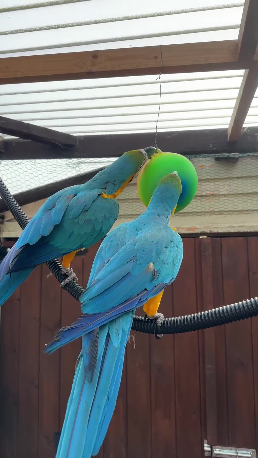 A pair of Blue and gold macaws for sale in Cheltenham | Pets4Homes