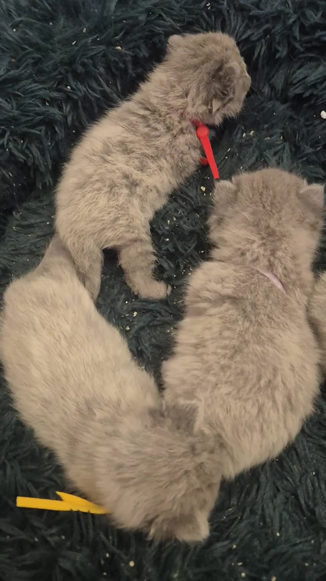 British short hair lilac for sale in Batley | Pets4Homes