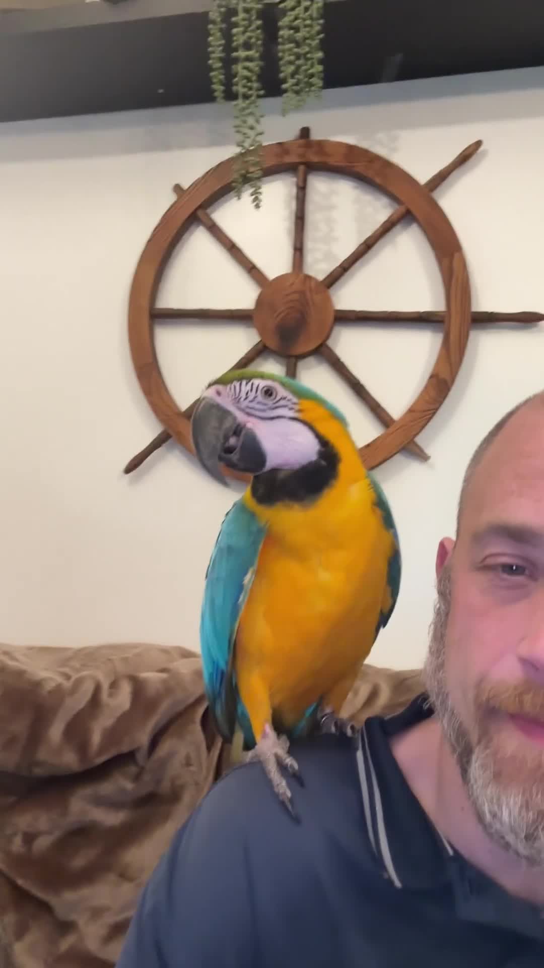A pair of Blue and gold macaws for sale in Cheltenham | Pets4Homes
