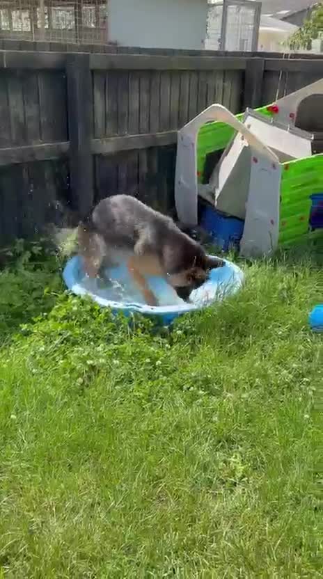 Beautiful female German shepherd for sale for sale in Sleaford | Pets4Homes