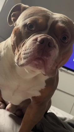 Deebo the pocket bully for stud in Glasgow | Pets4Homes