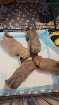 Shitzu cross cockerpoo available for stud for stud in Cardigan | Pets4Homes