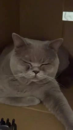 Stud duties for stud in Batley | Pets4Homes