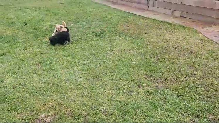 Gorgeous Pomeranian X Cockerpoo puppies for sale in | Pets4Homes