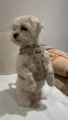 Tizzy miniature maltese for adoption in Billericay | Pets4Homes