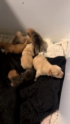 frenchie cross short hair Pomeranian for sale in Glenrothes | Pets4Homes