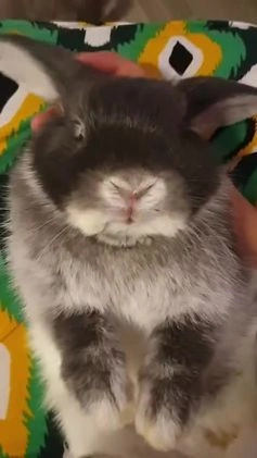 Mini lop female black grey for sale in Oxford | Pets4Homes