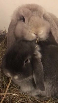 Mini lop female black grey for sale in Oxford | Pets4Homes