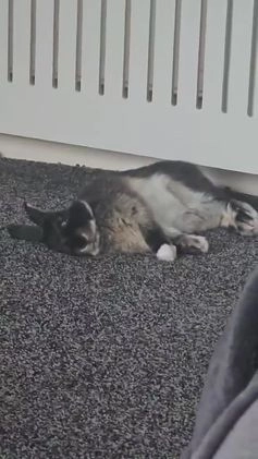 Male Cross Breed French Lop for sale in Manchester | Pets4Homes